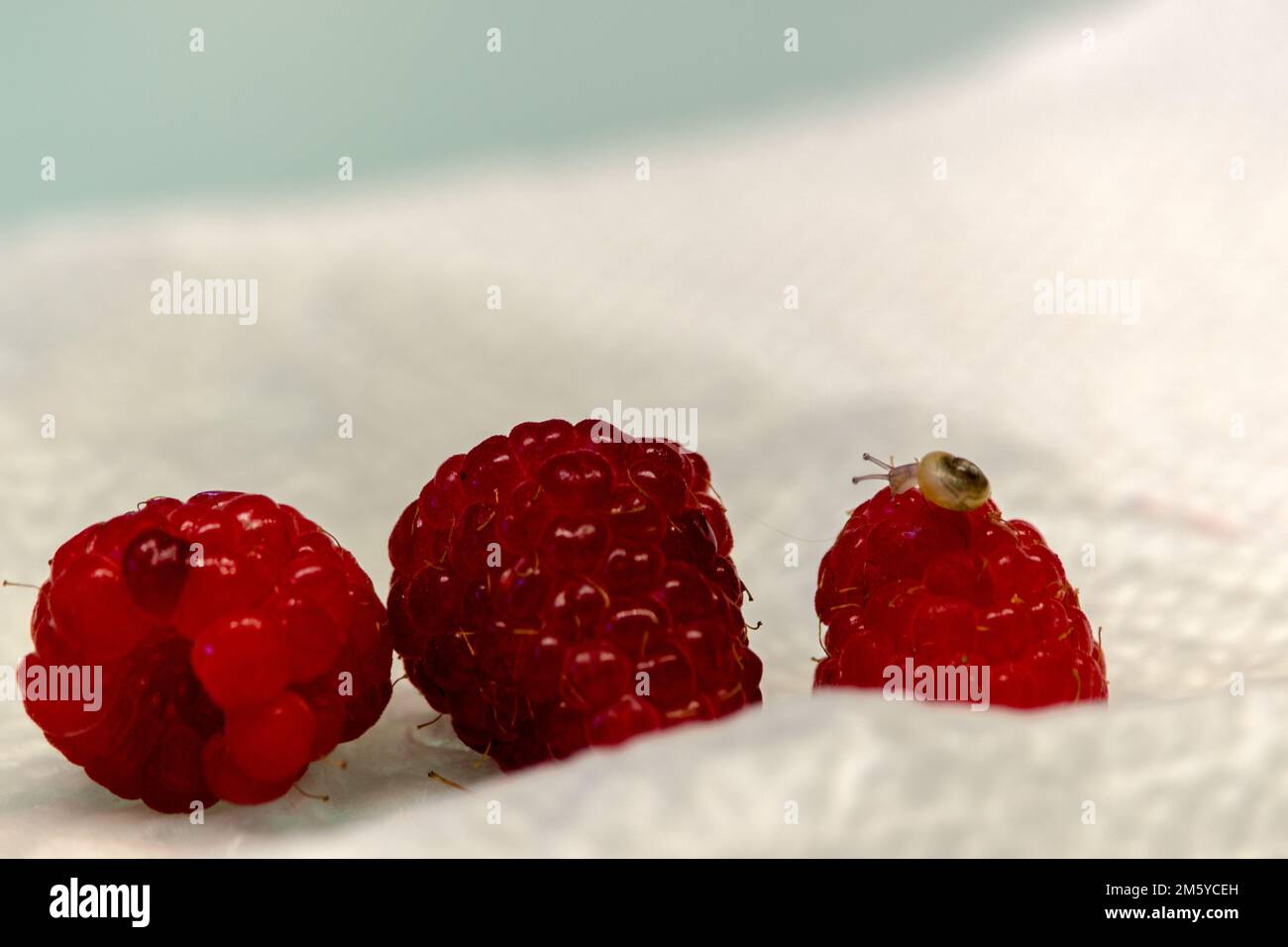 A tiny snail crawling over a raspberry Stock Photo - Alamy