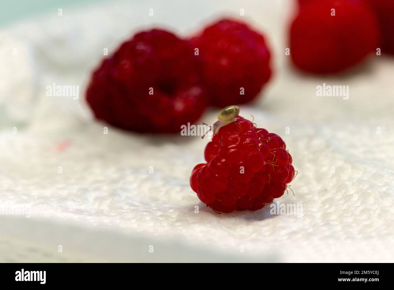 A tiny snail crawling over a raspberry Stock Photo - Alamy