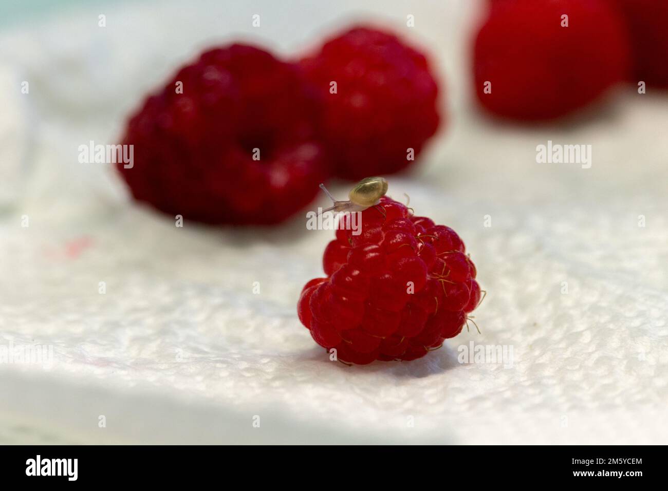 A tiny snail crawling over a raspberry Stock Photo - Alamy