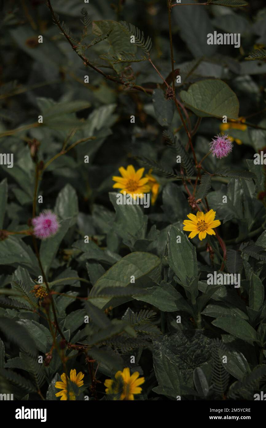 Indian hd images hi-res stock photography and images - Alamy