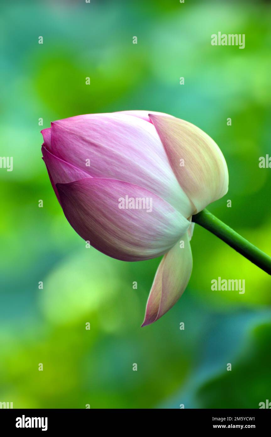 Blossoming lotus flowers Stock Photo - Alamy