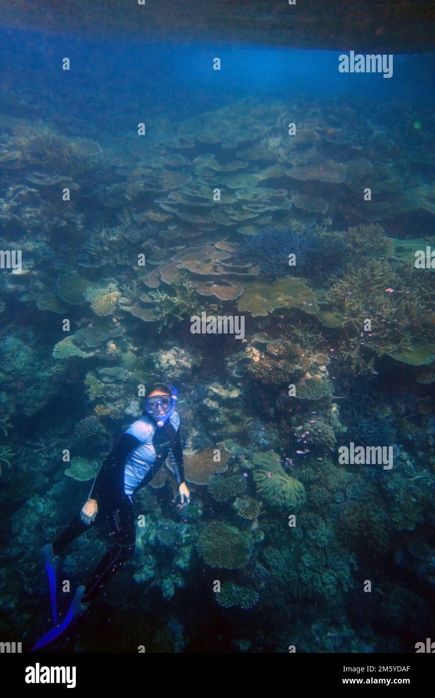 Snorkeller On Outer Reef Wall With Many Healthy Corals Moore Reef
