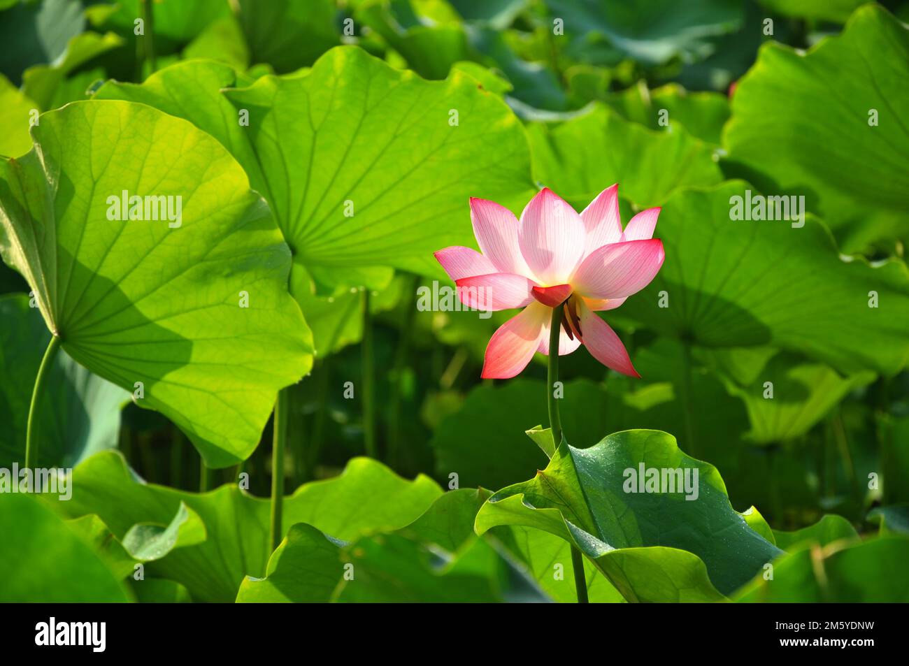 Blossoming lotus flowers Stock Photo - Alamy