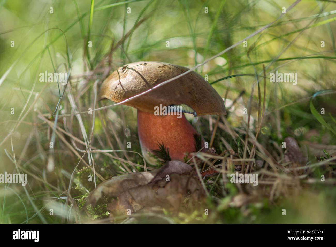 A horizontal closeup of a brown little mushroom in the middle of green ...