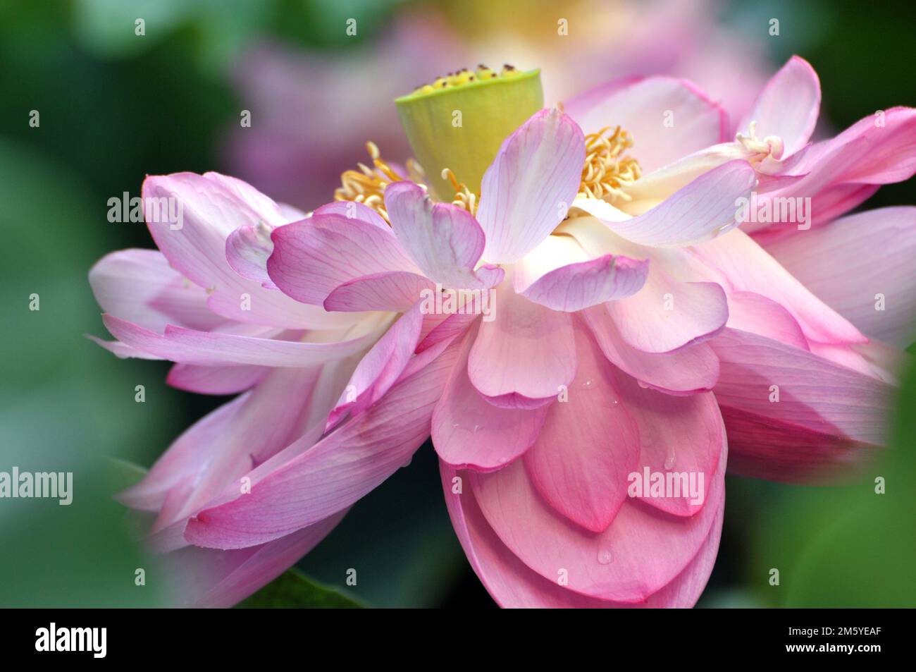 Blossoming lotus flowers Stock Photo - Alamy