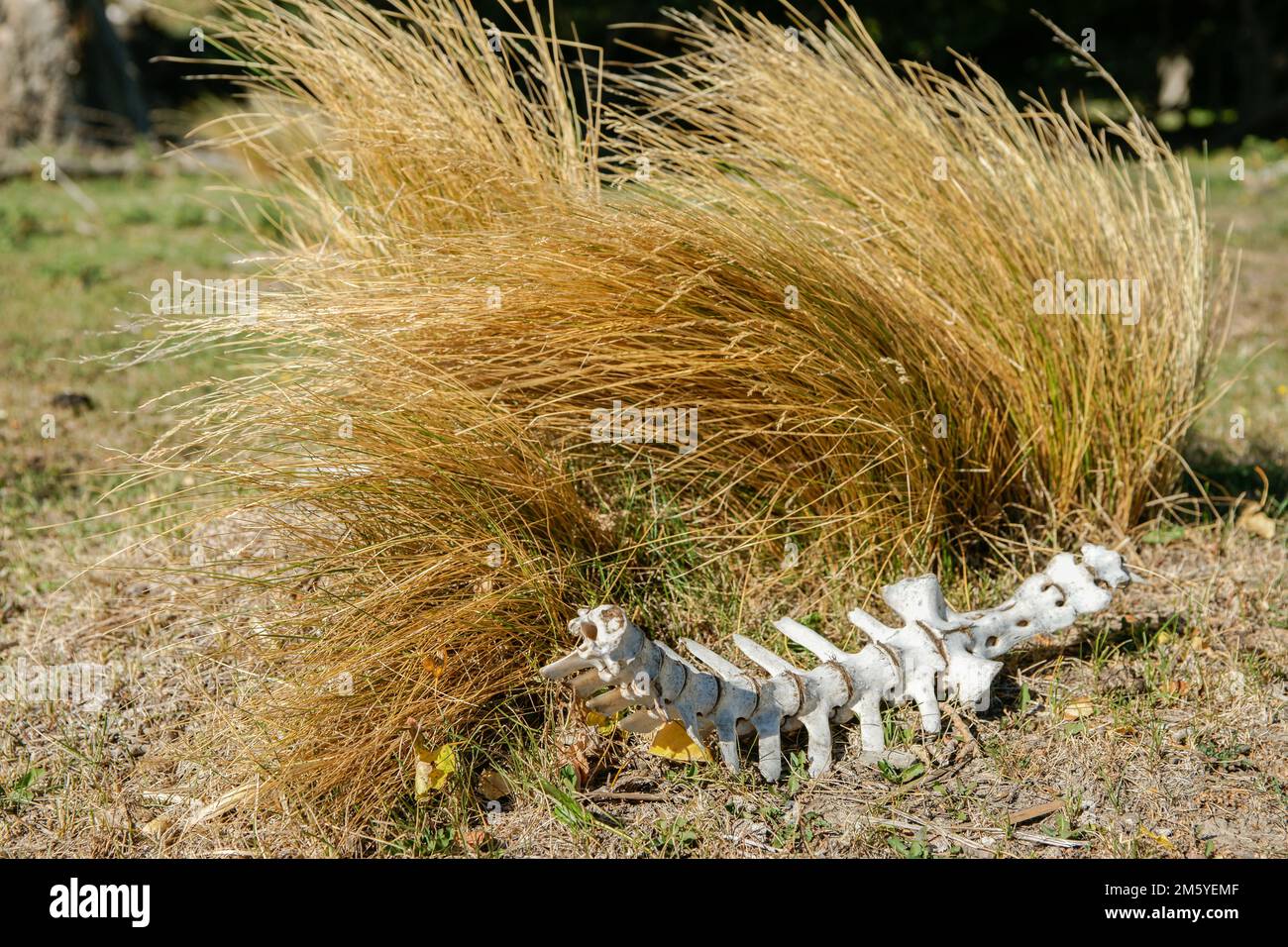 Backbone trail hi-res stock photography and images - Alamy