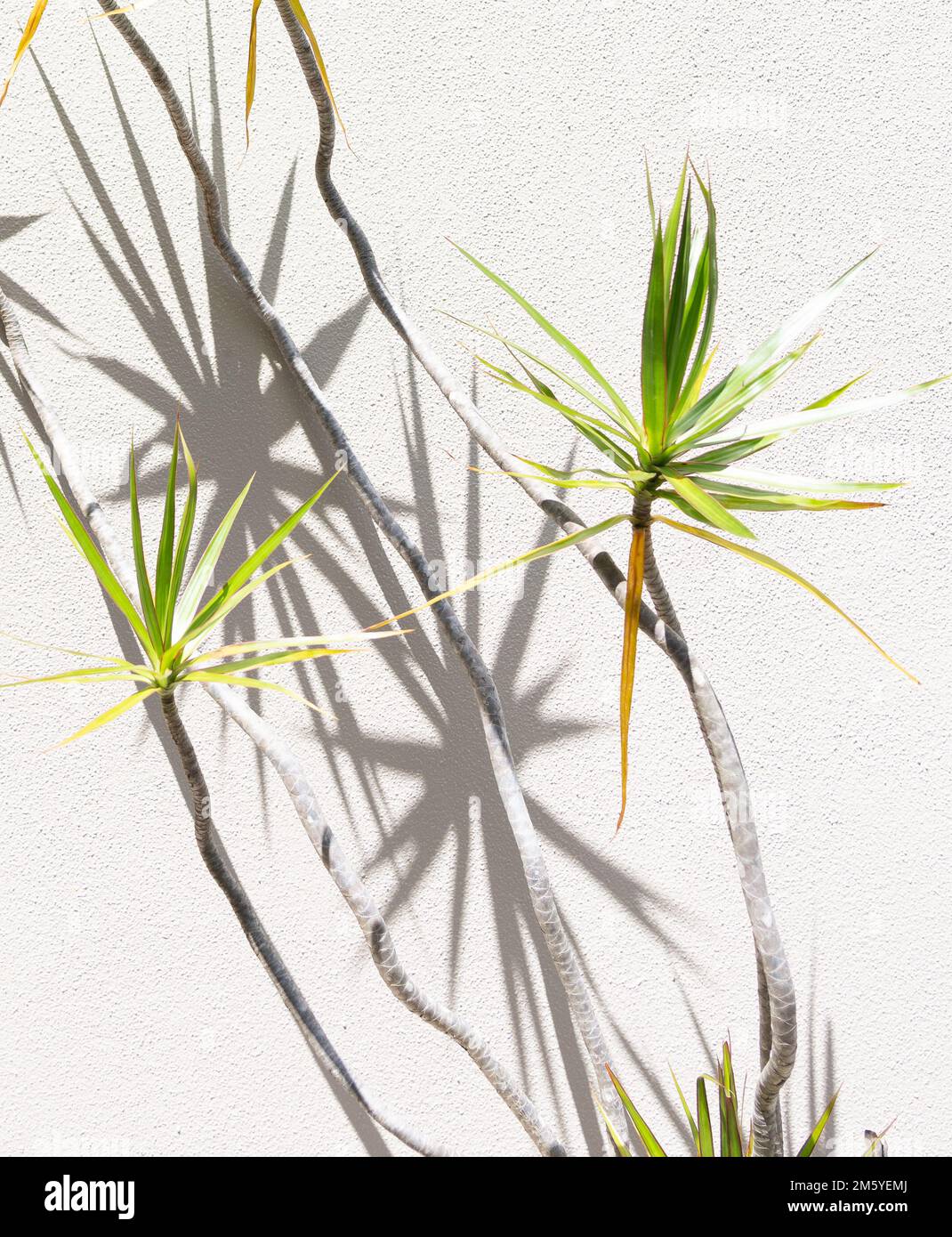 Dragon tree in pot hi-res stock photography and images - Alamy