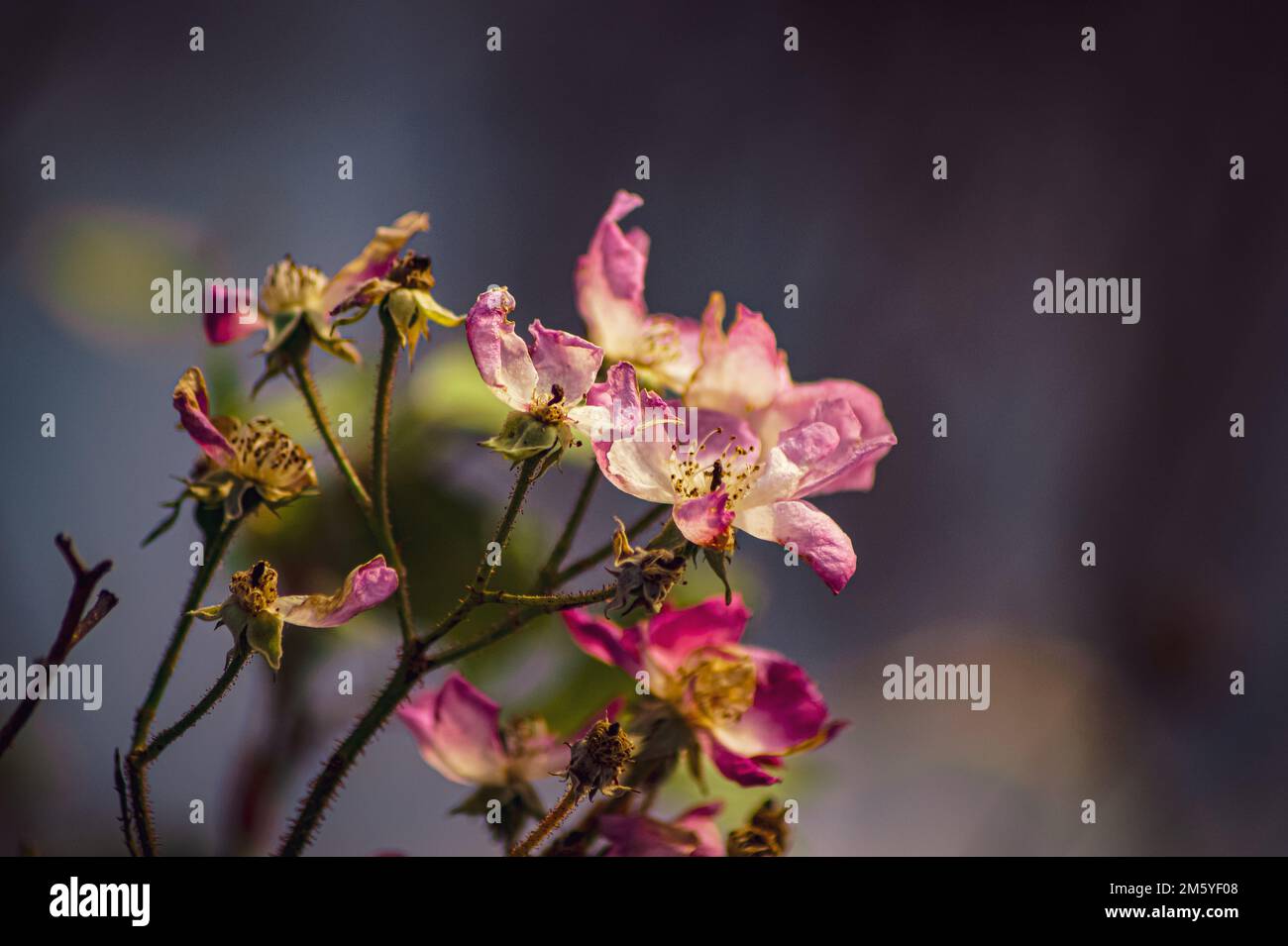 Wilting flower bud hi-res stock photography and images - Alamy