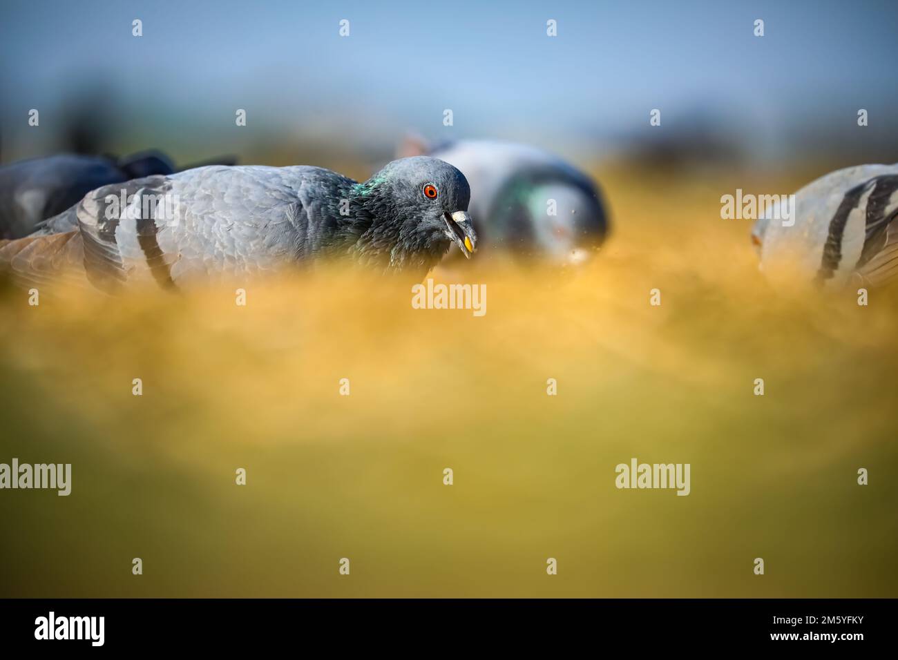 Common domestic pigeon eating hi-res stock photography and images - Alamy