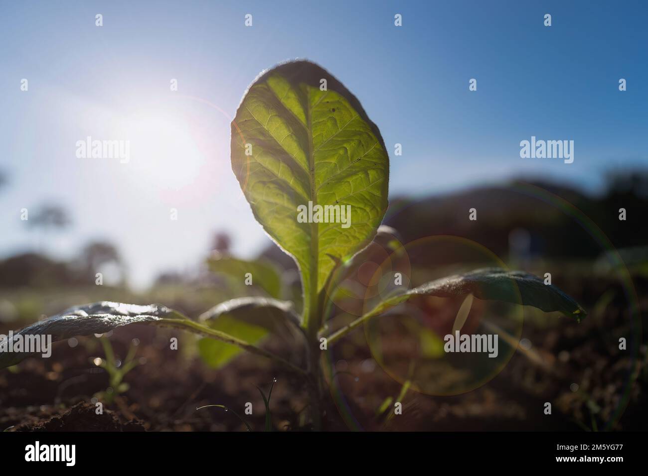 Small tree growing with beautiful morning sunshine in garden eco ...