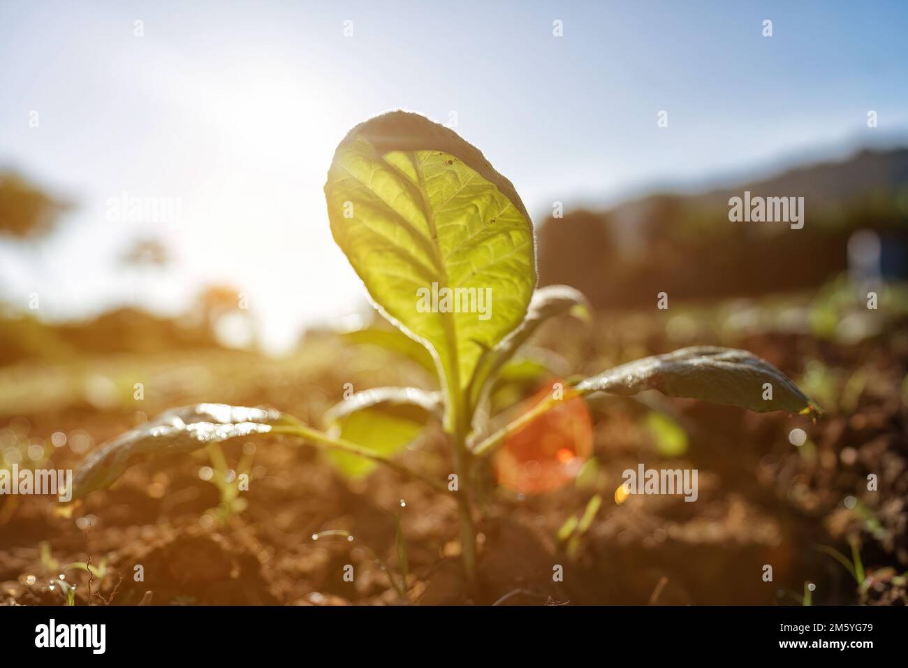 Small tree growing with beautiful morning sunshine in garden eco ...