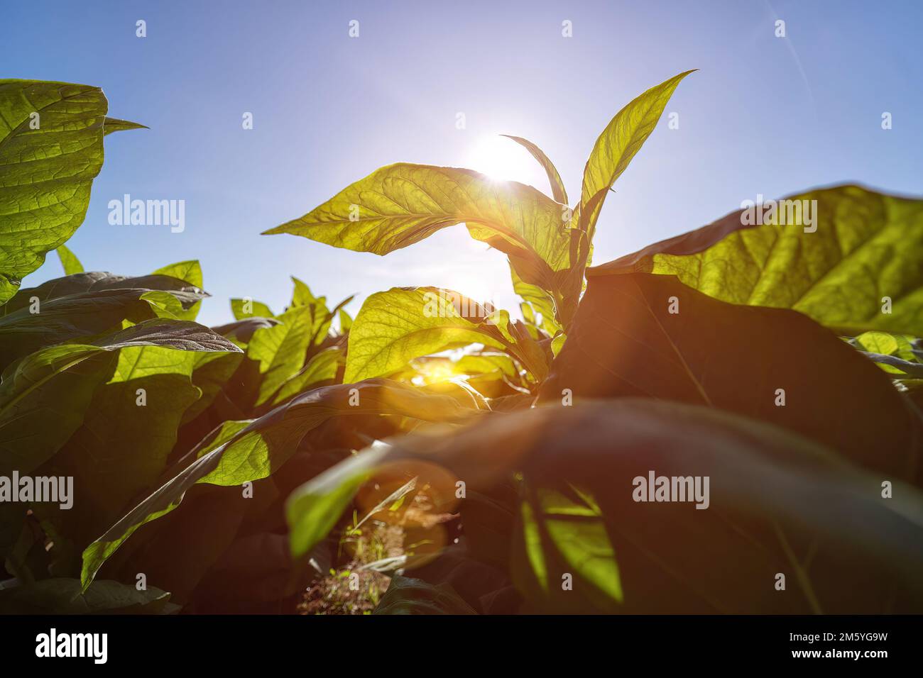 Small tree growing with beautiful morning sunshine in garden eco ...