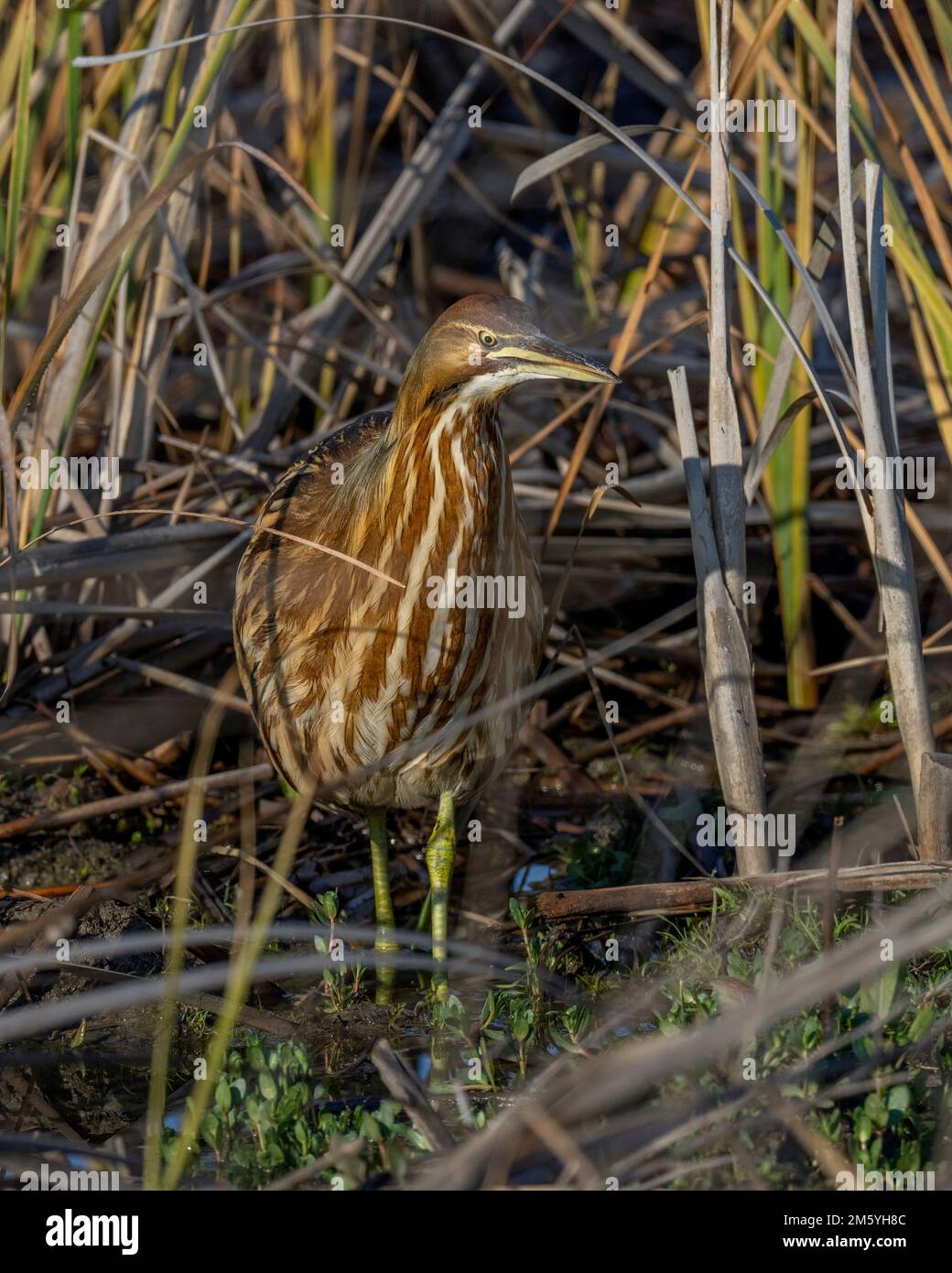 American Bittern (Botaurus lentiginosus), Yolo County California USA ...