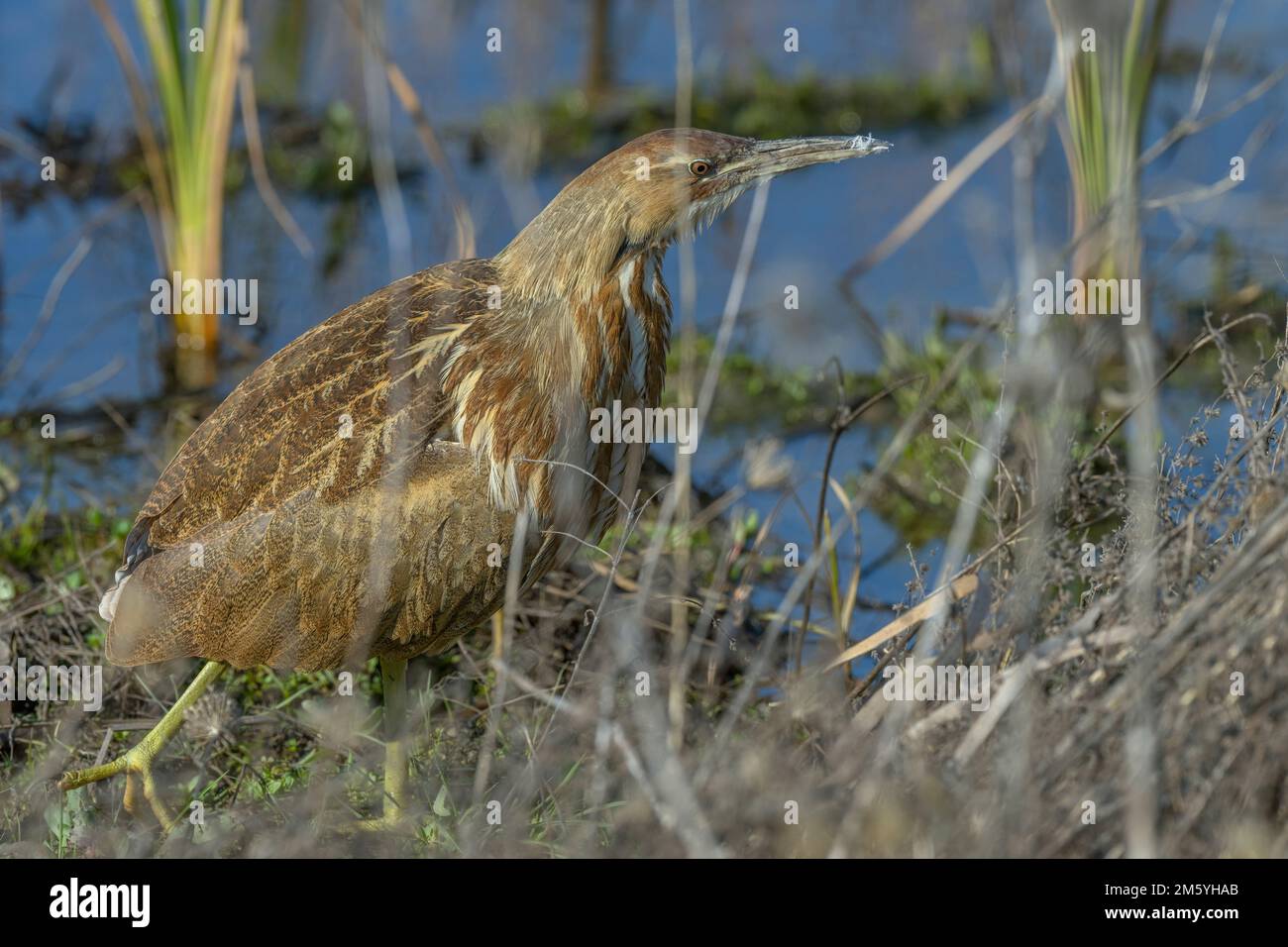 American Bittern (Botaurus lentiginosus) walking in freshwater marsh ...