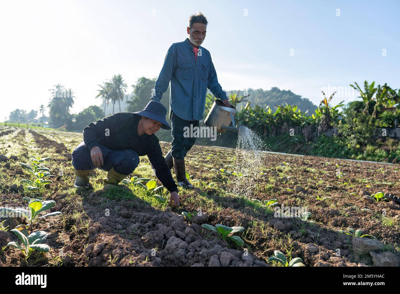 Farmer growing tree on beautiful sunshine morning in garden use ...