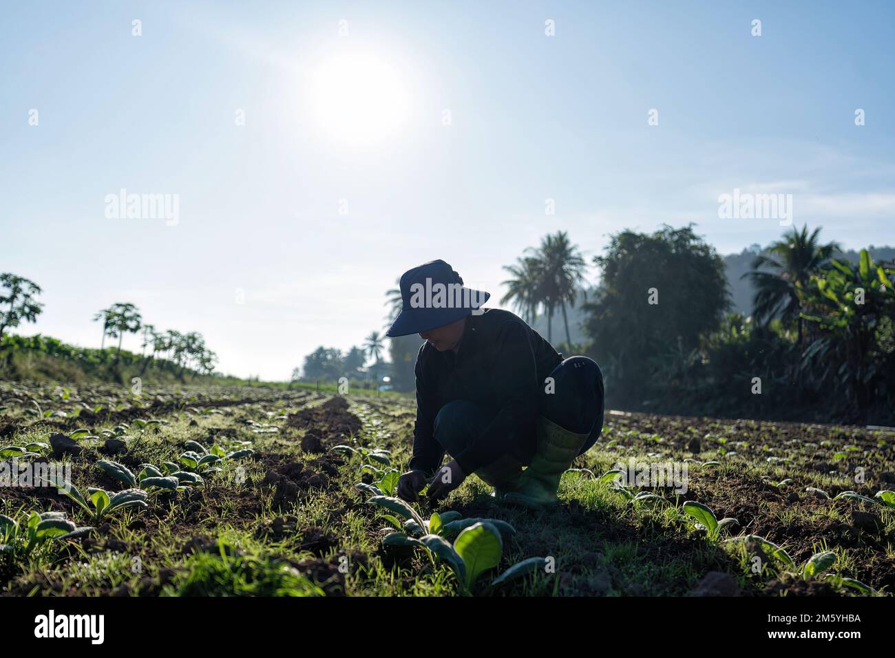 Farmer growing tree on sunshine morning in garden later will use ...