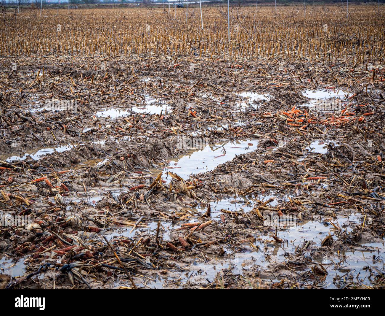 muddy road on a rural highway flooded by winter rains Stock Photo - Alamy