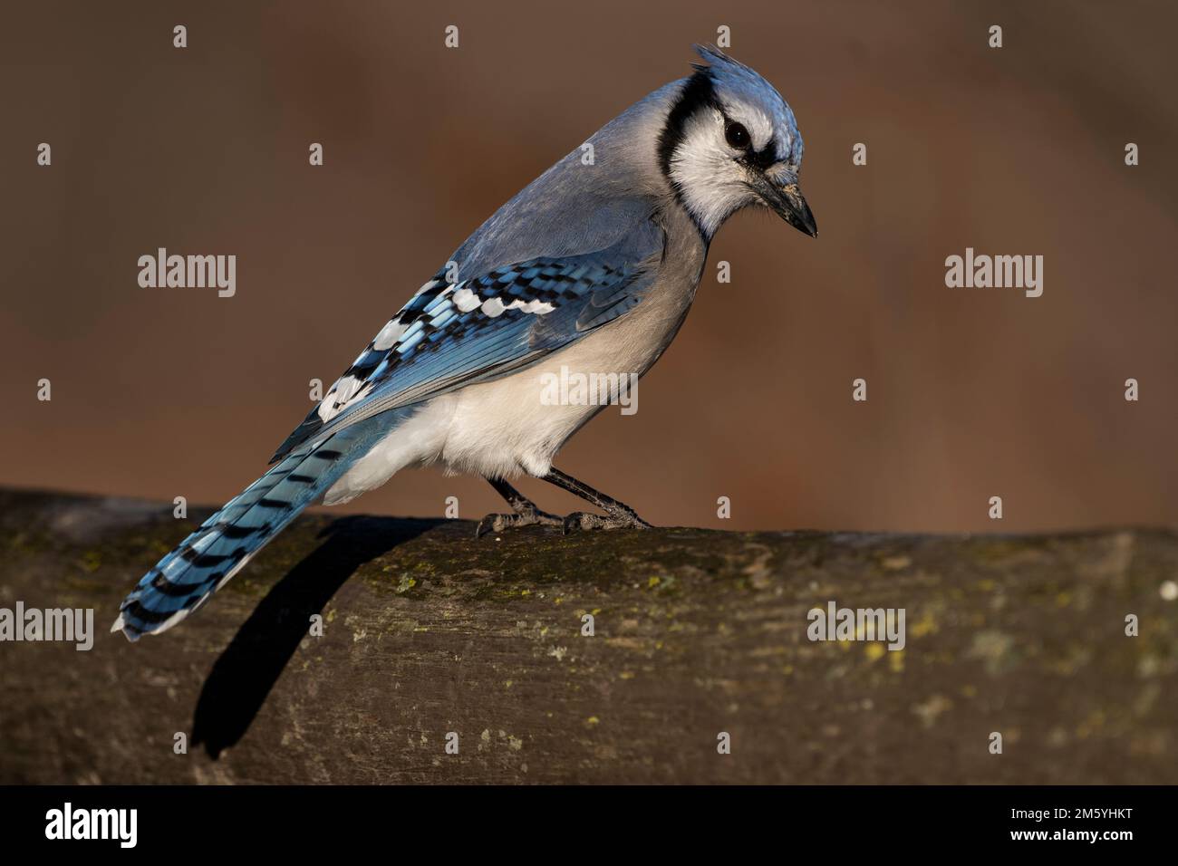 Fence cyanocitta hi-res stock photography and images - Alamy