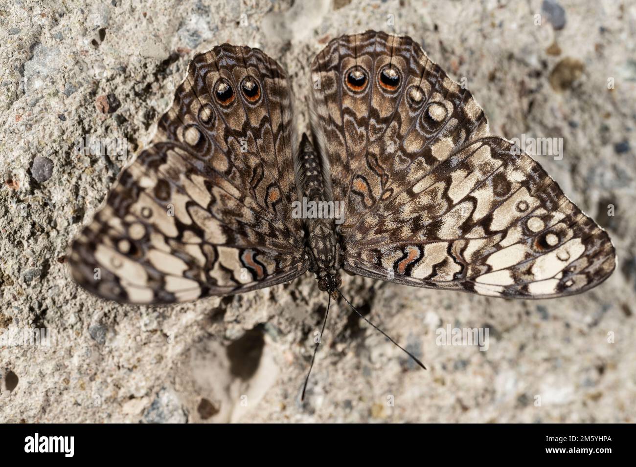 A Grey Cracker Butterfly resting on a rock. Hamadryas februa Stock ...