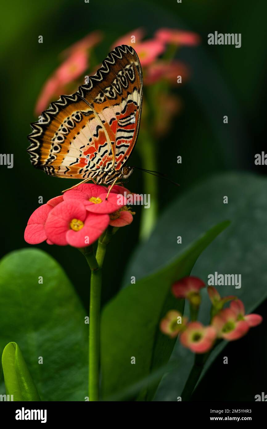 A Red Lacewing Butterfly on a flower. Cethosia biblis Stock Photo - Alamy