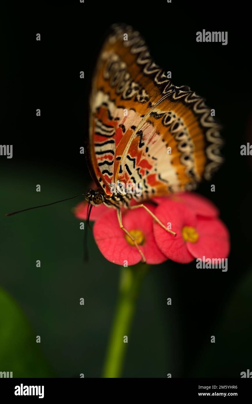 A Red Lacewing Butterfly exploring a flower. Cethosia biblis Stock ...