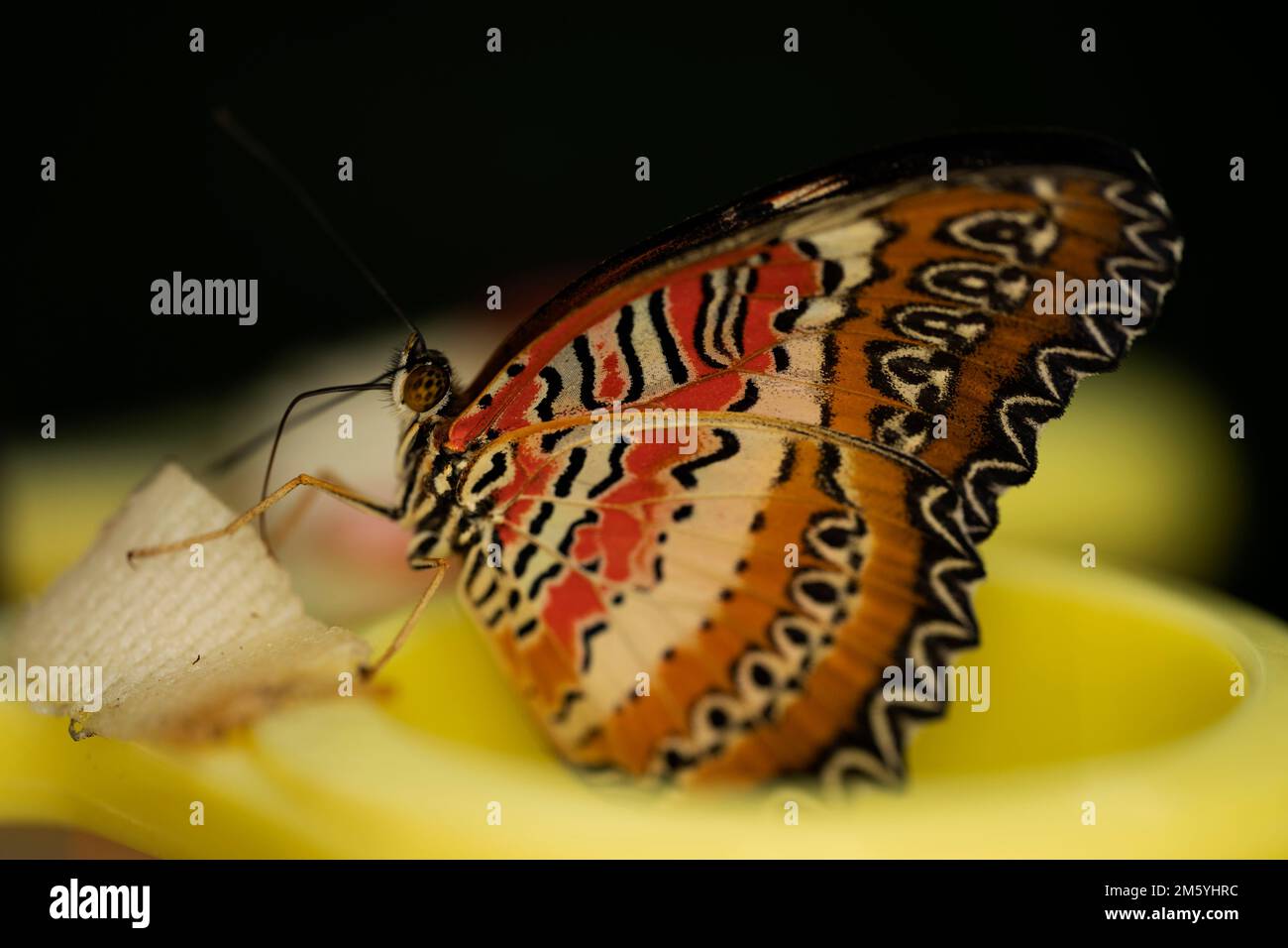 A Red Lacewing Butterfly feasting. Cethosia biblis Stock Photo - Alamy