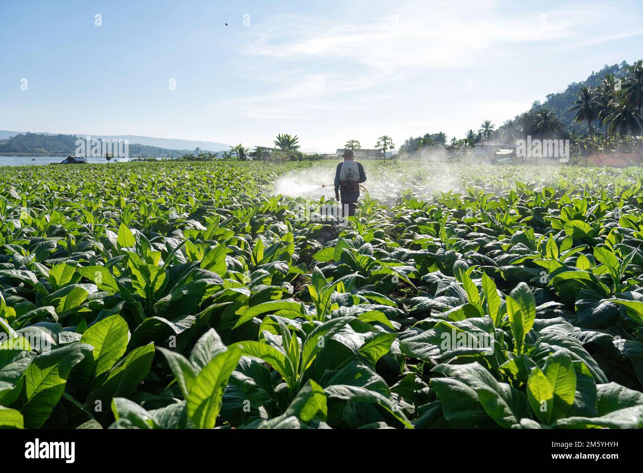 Farmer carry spraying engine on back and spray pesticide mixed with ...