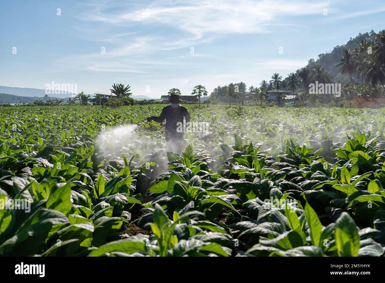 Farmer carry spraying engine on back and spray pesticide mixed with ...