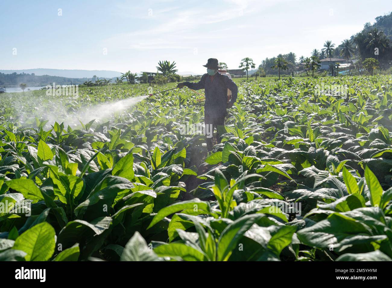 Farmer carry spraying engine on back and spray pesticide mixed with ...