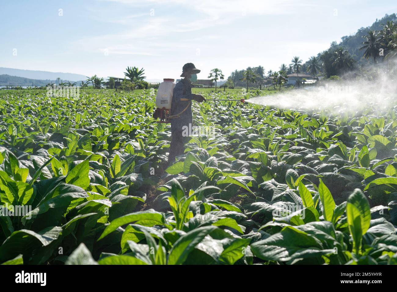 Farmer carry spraying engine on back and spray pesticide mixed with ...