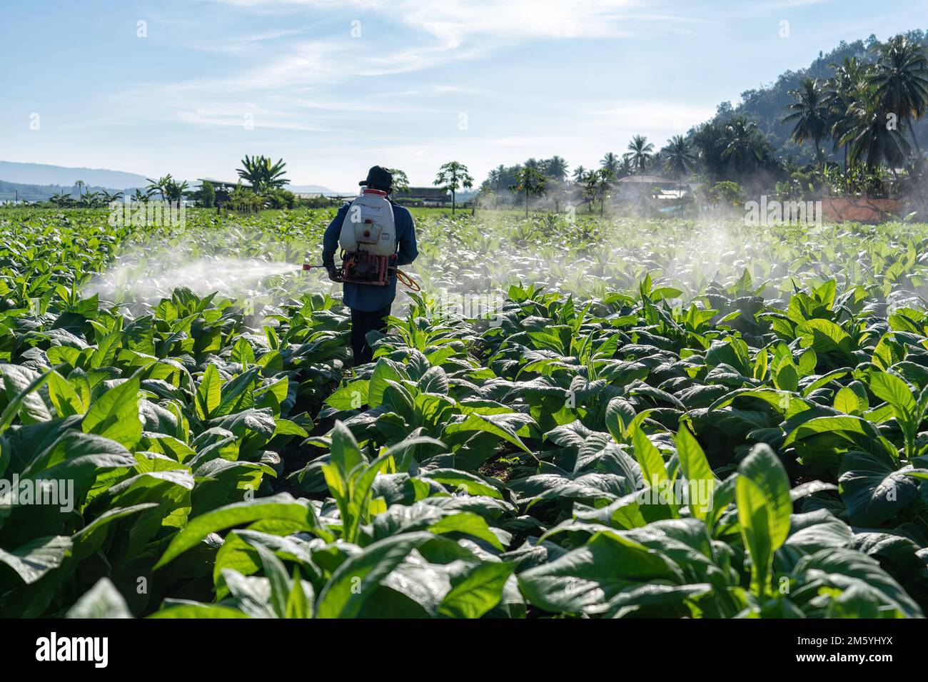 Farmer carry spraying engine on back and spray pesticide mixed with ...