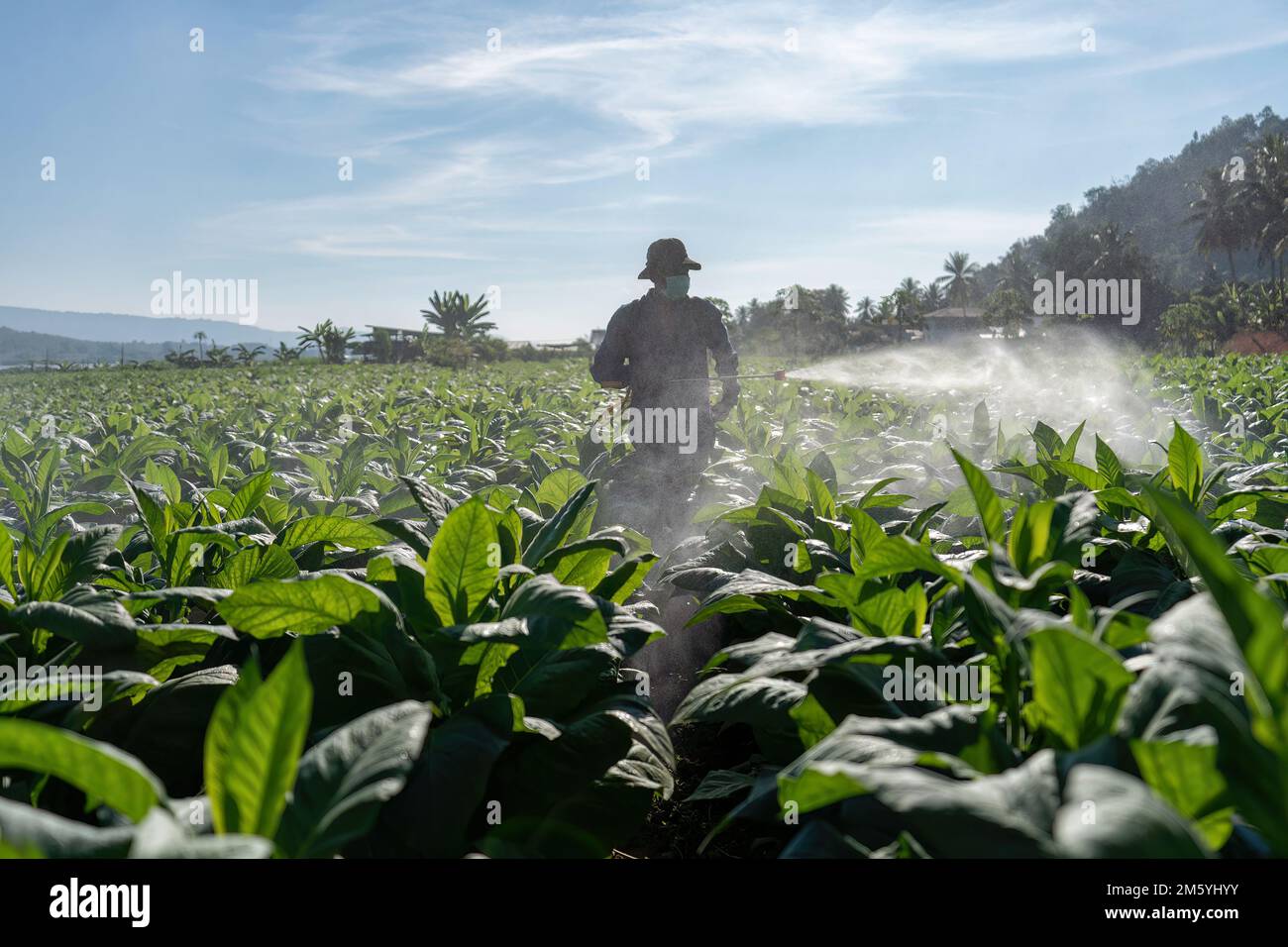 Farmer carry spraying engine on back and spray pesticide mixed with ...