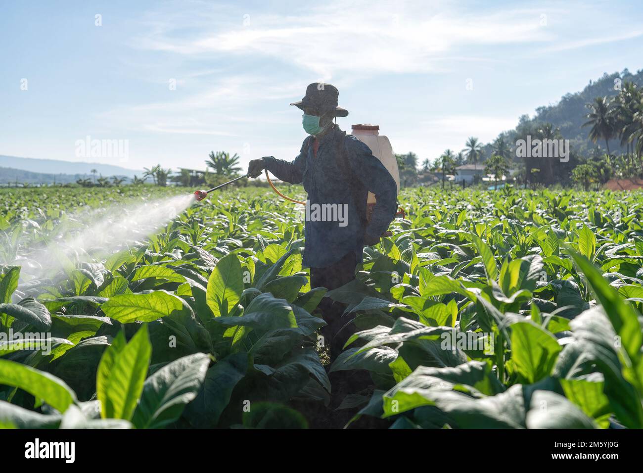 Farmer carry spraying engine on back and spray pesticide mixed with ...