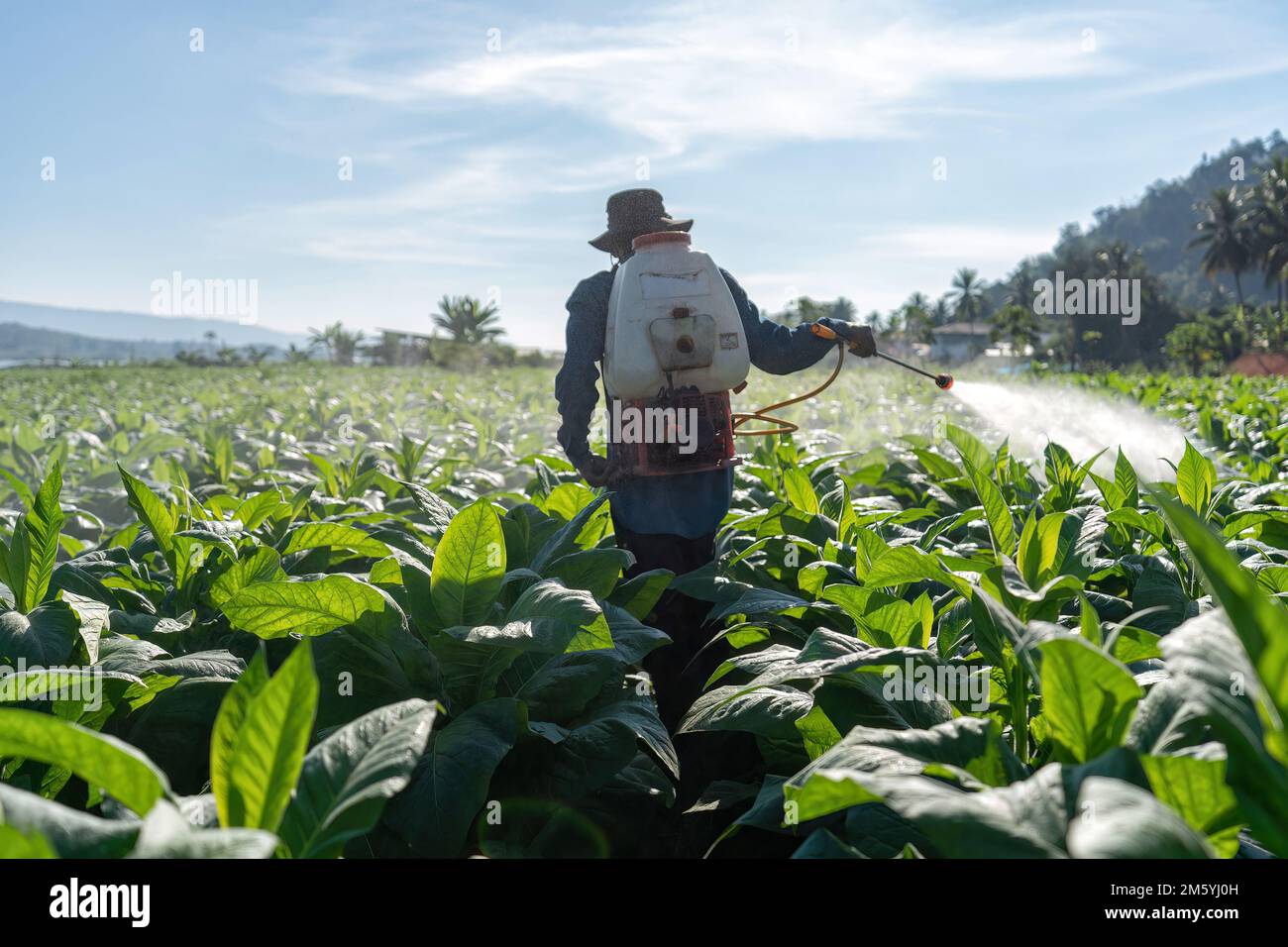 Farmer carry spraying engine on back and spray pesticide mixed with ...
