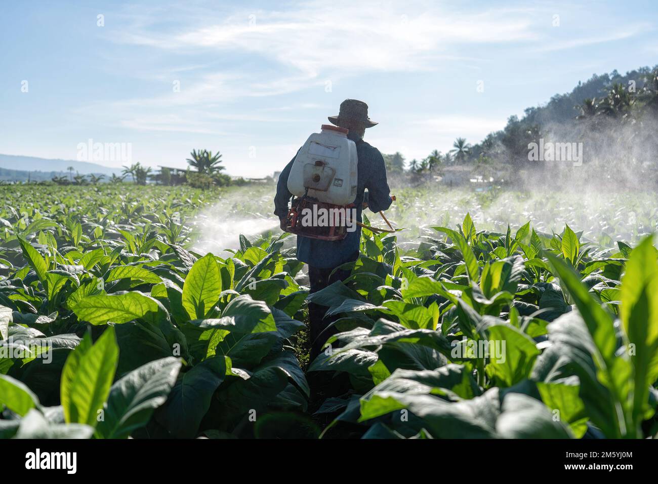 Farmer carry spraying engine on back and spray pesticide mixed with ...