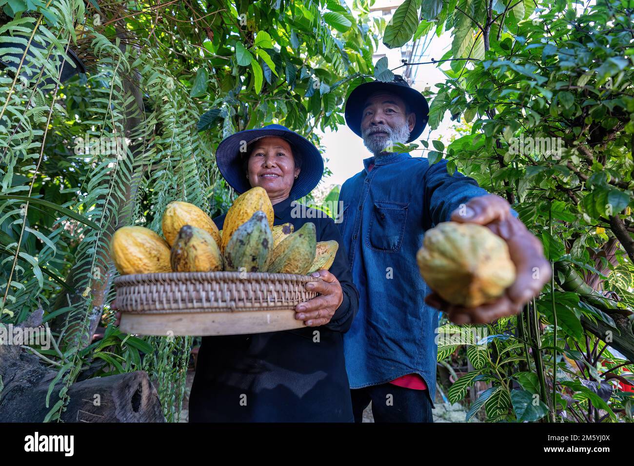 Farmer in Coco Chocolate Plant hold coco fruit or ripe coco basket ...