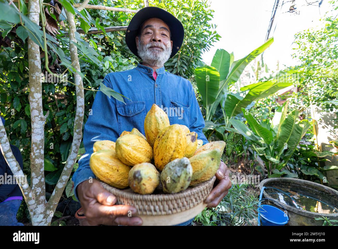 Farmer in Coco Chocolate Plant hold coco fruit or ripe coco basket ...