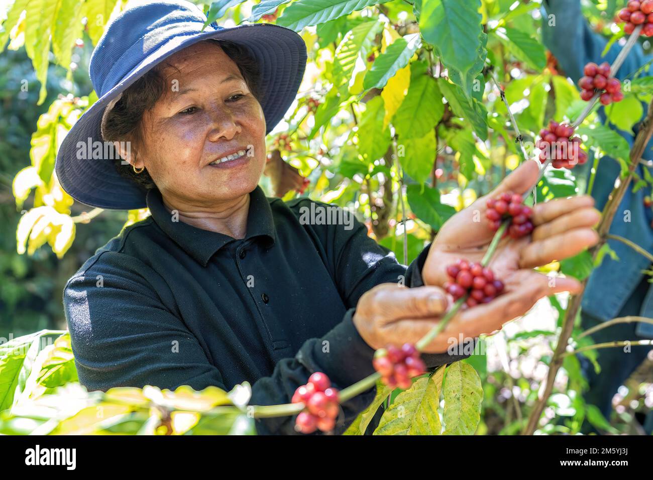 Farmer in plantation coffee berries harvest in farm.harvesting Robusta ...