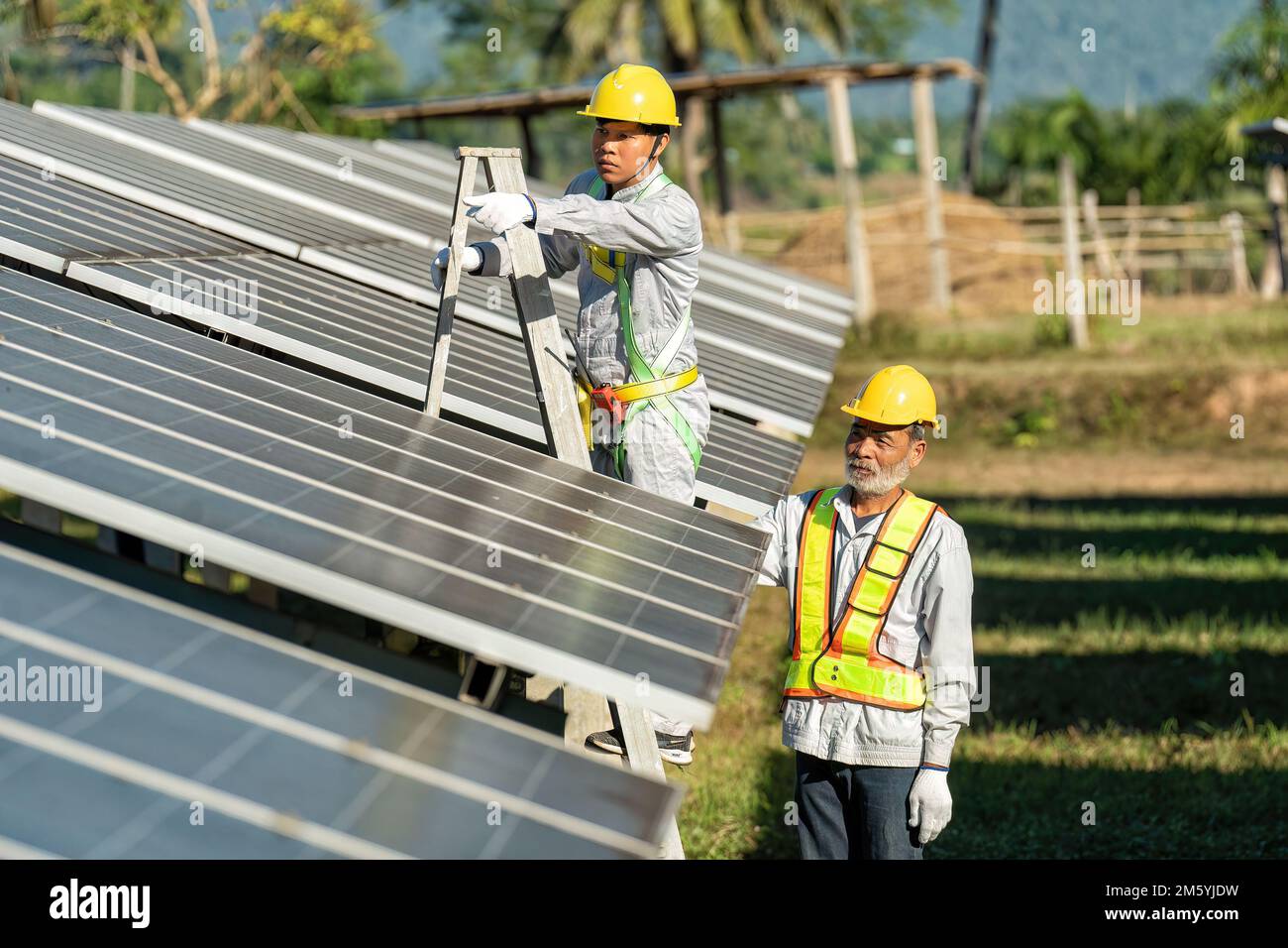 In village greenery tree maintenance engineer as team carry ladder ...