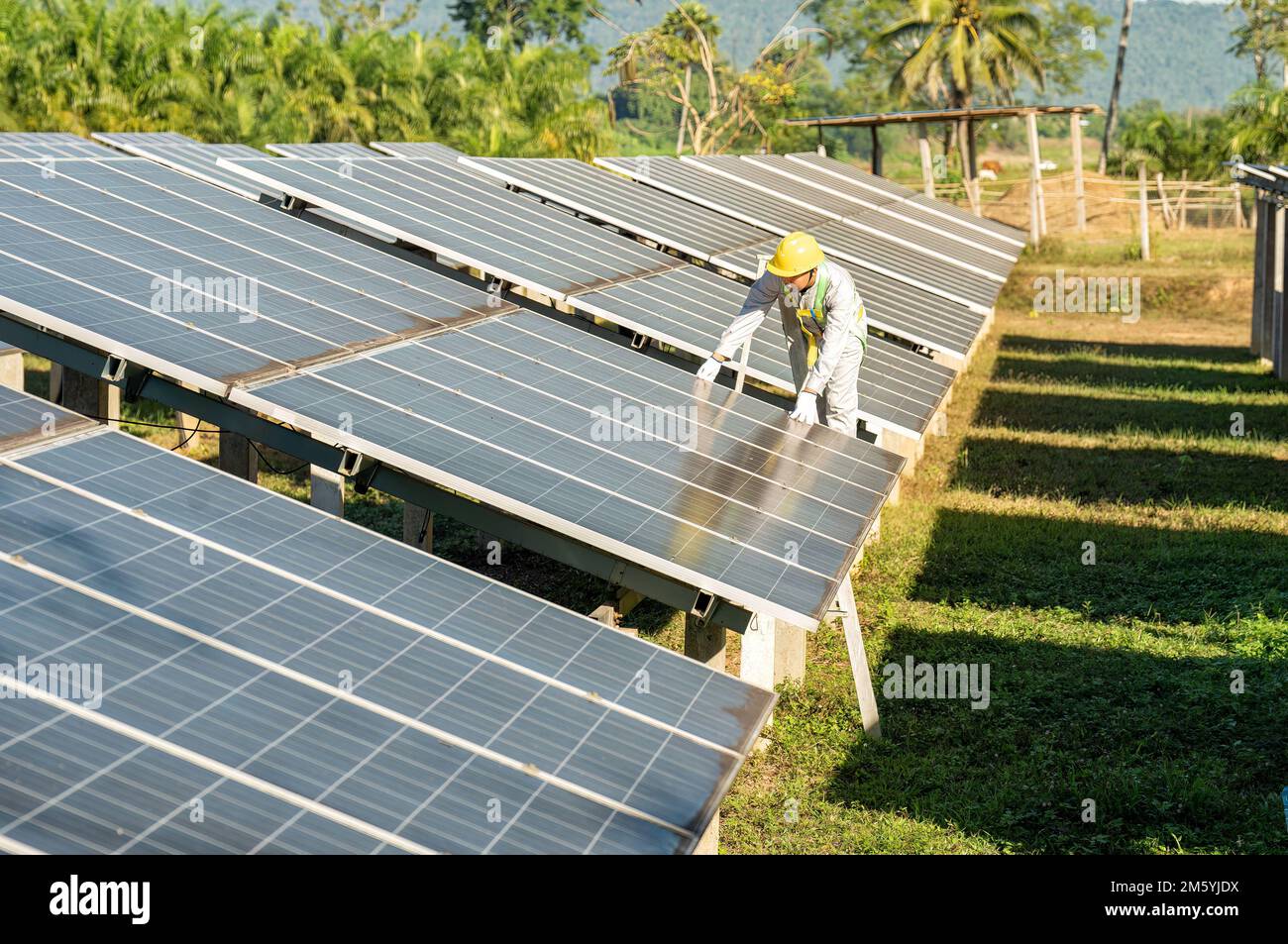 In village greenery tree maintenance engineer as team carry ladder ...