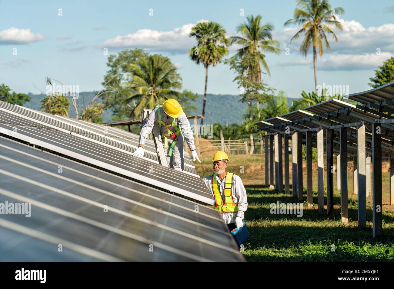 In village greenery tree maintenance engineer as team carry ladder ...