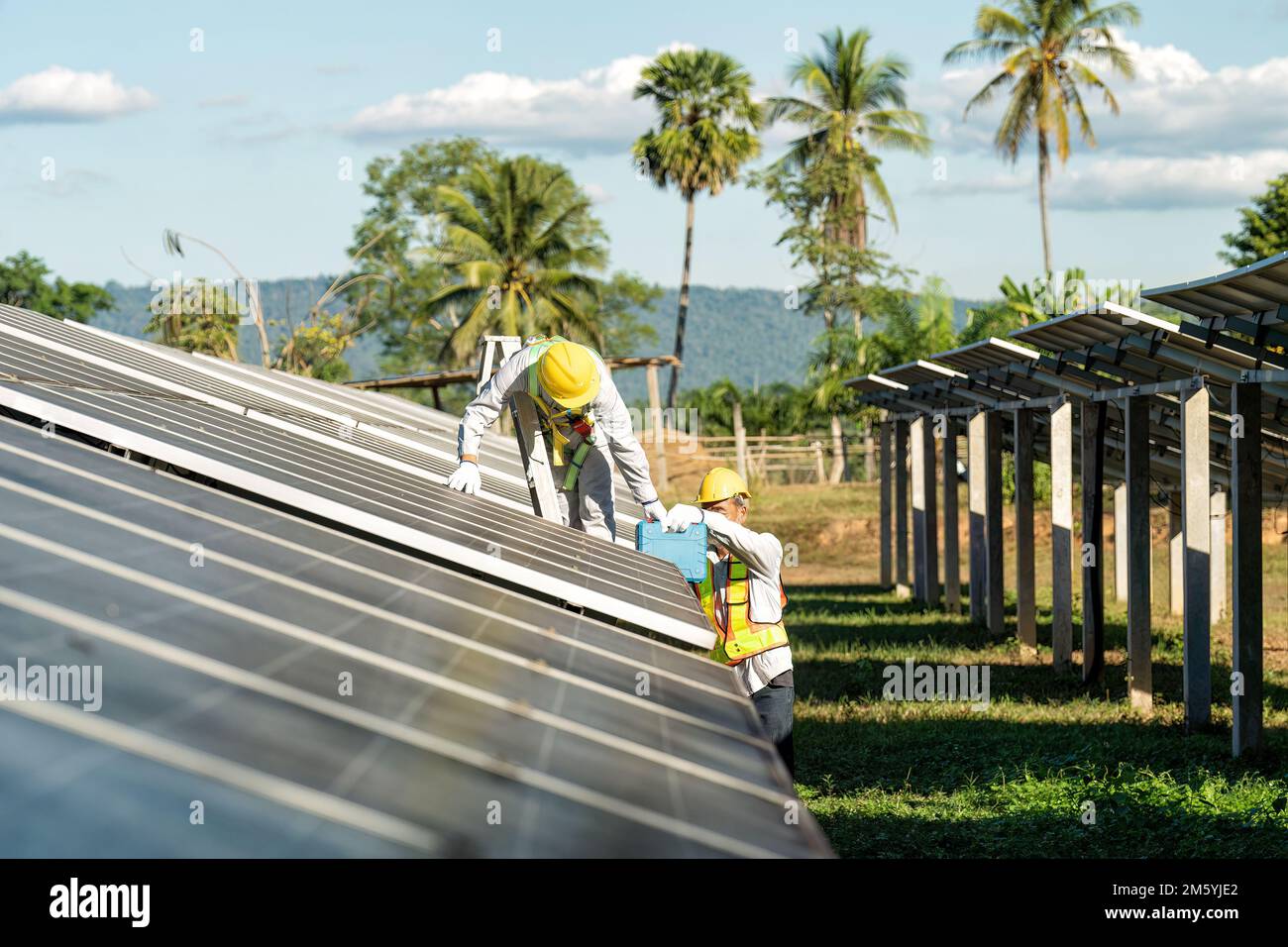 In village greenery tree maintenance engineer as team carry ladder ...