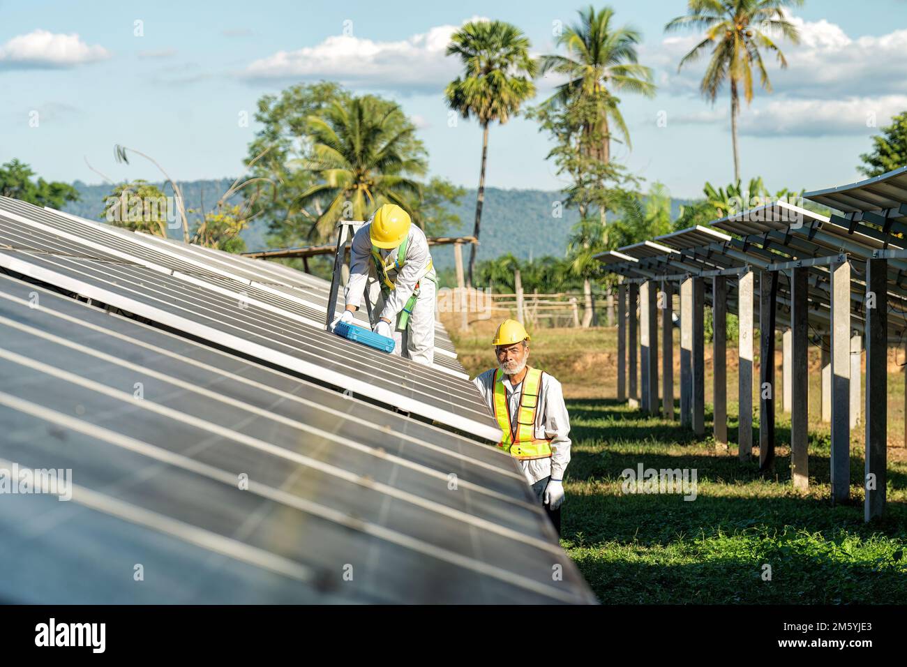 In village greenery tree maintenance engineer as team carry ladder ...