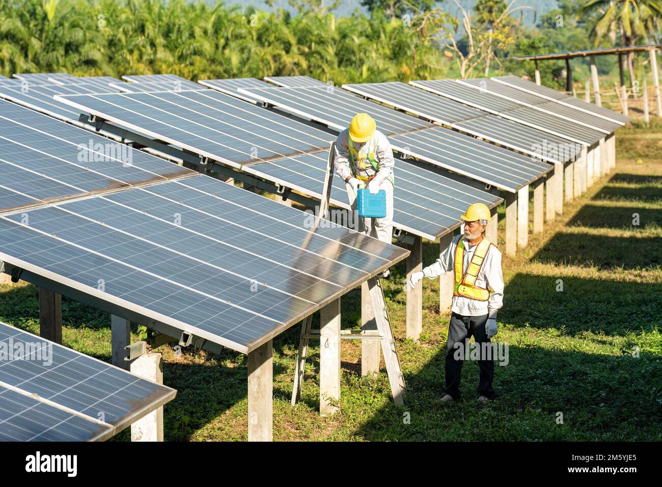 In village greenery tree maintenance engineer as team carry ladder ...