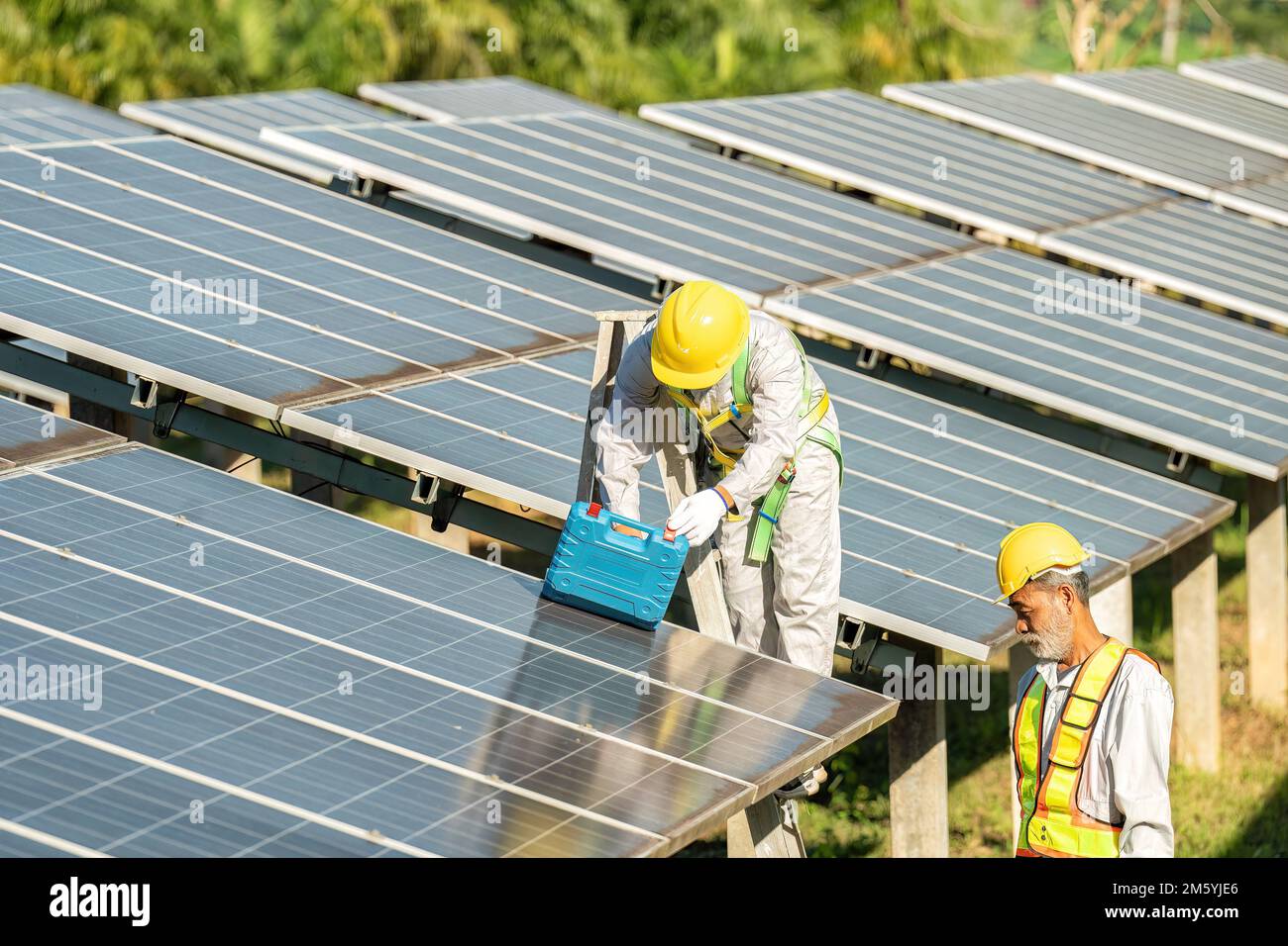 In village greenery tree maintenance engineer as team carry ladder ...