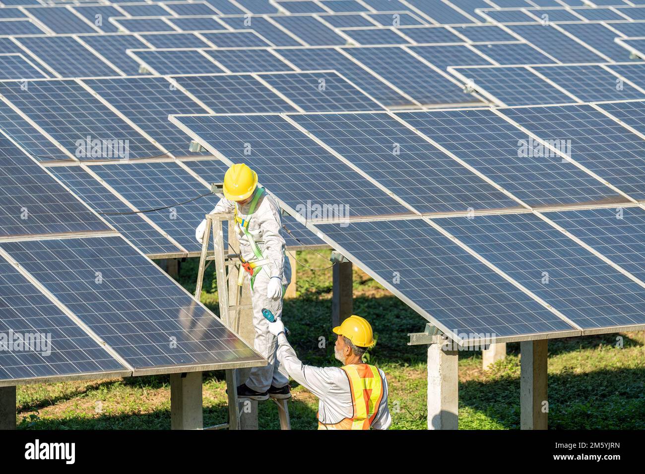 In village greenery tree maintenance engineer as team carry ladder ...