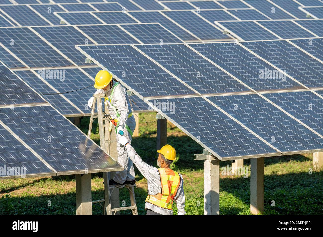 In village greenery tree maintenance engineer as team carry ladder ...