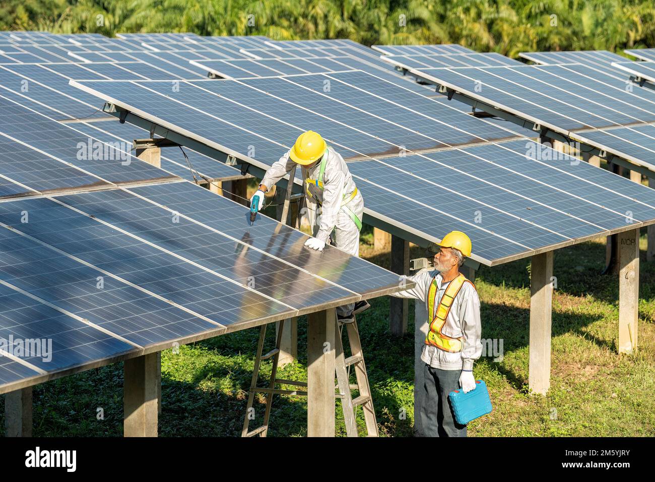 In village greenery tree maintenance engineer as team carry ladder ...
