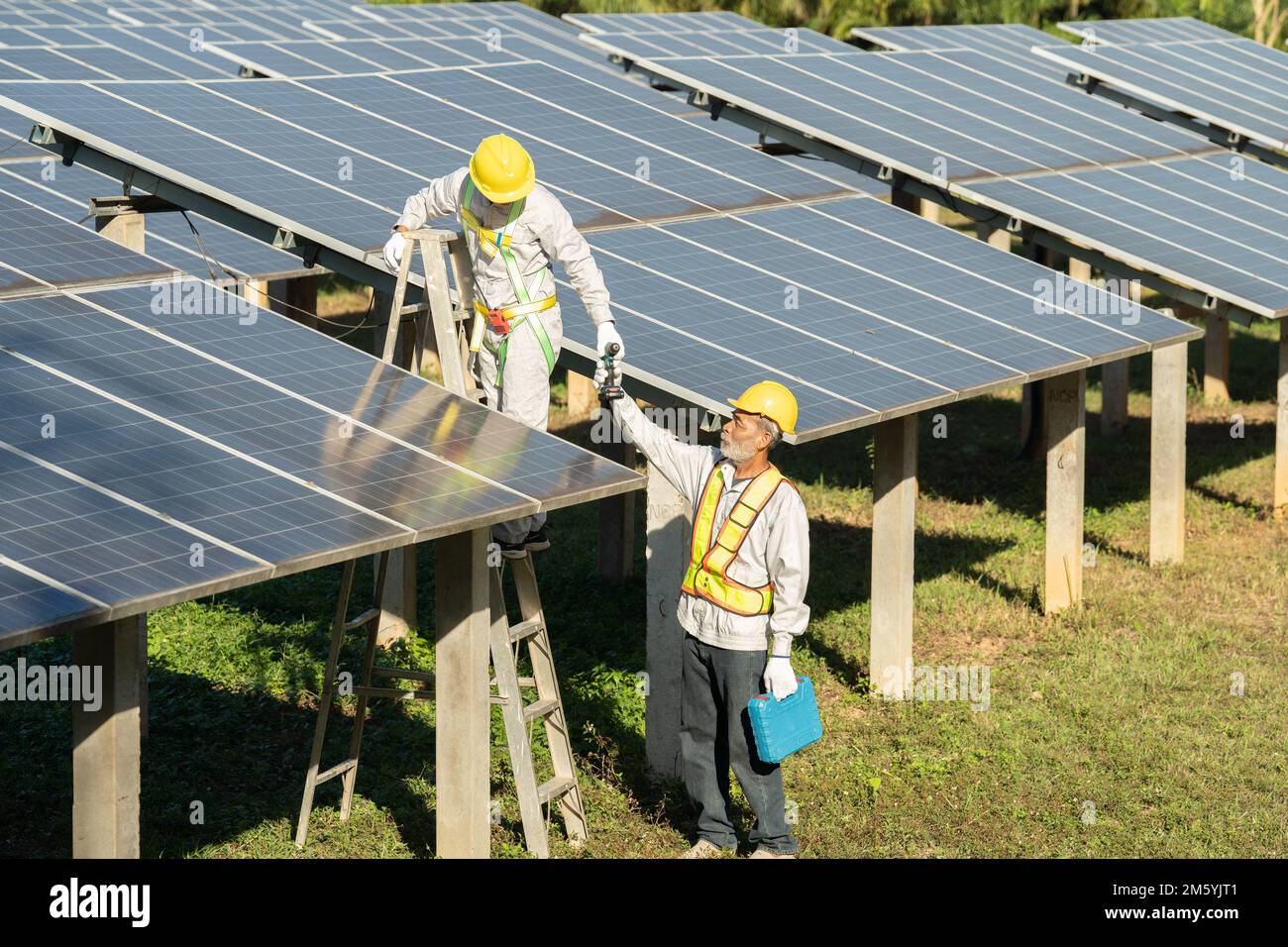 In village greenery tree maintenance engineer as team carry ladder ...