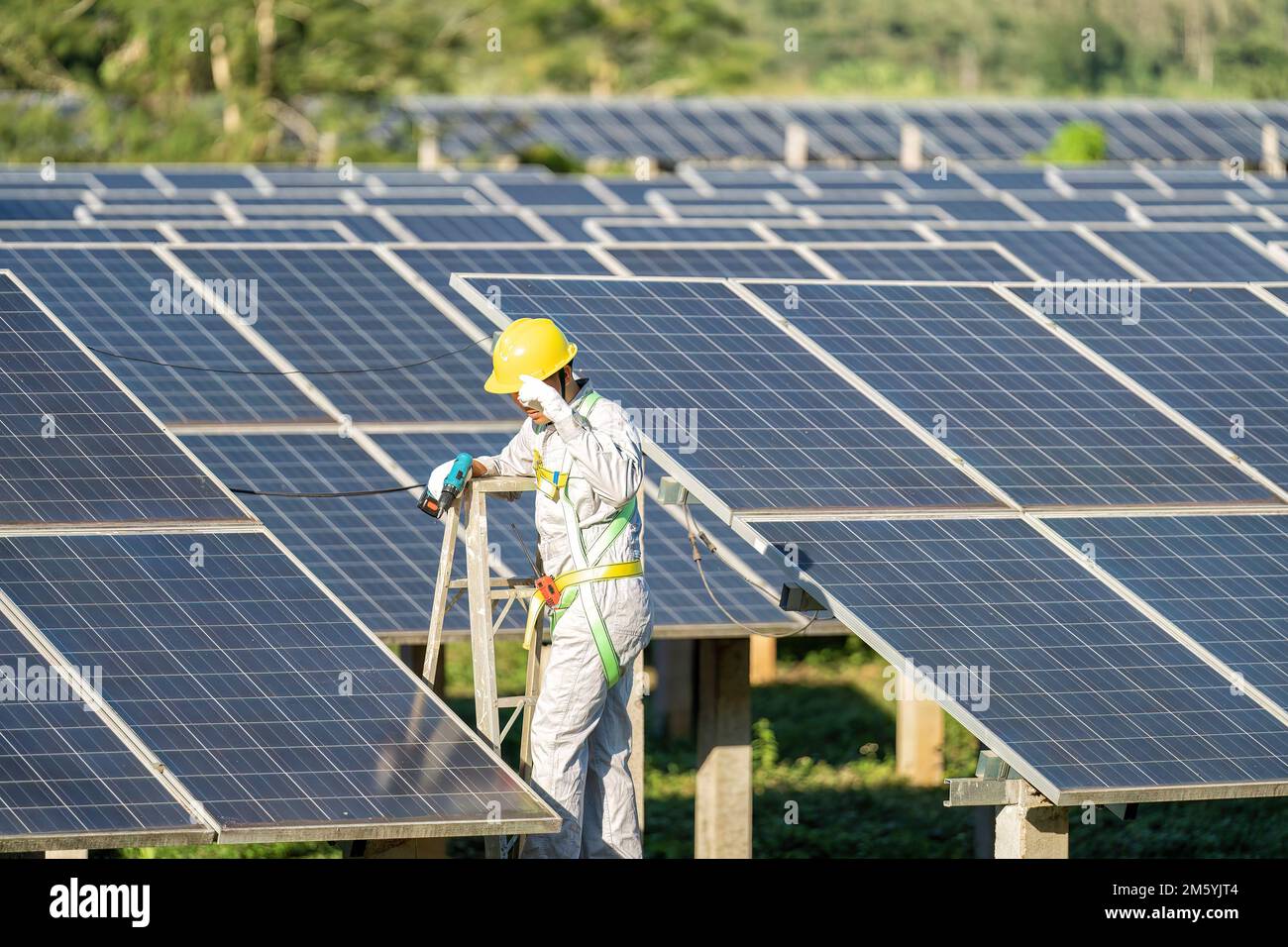 In village greenery tree maintenance engineer as team carry ladder ...